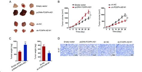 FOXP4 AS1 Promoted PCa Tumor Growth In Vivo A Tumors Derived From