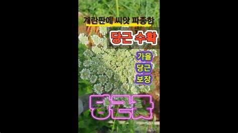 계란판에 씨앗 파종한 당근 수확 홍당무 Farming 주말농장 텃밭농사 도시농부 당근 가을작물 유기농 Youtube