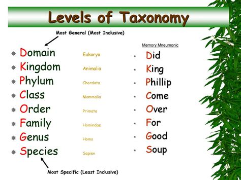 Classification Of Living Things Ppt Download