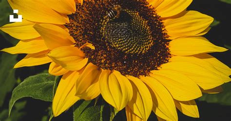 클로즈업 사진의 노란 해바라기 사진 Unsplash의 무료 해바라기 이미지