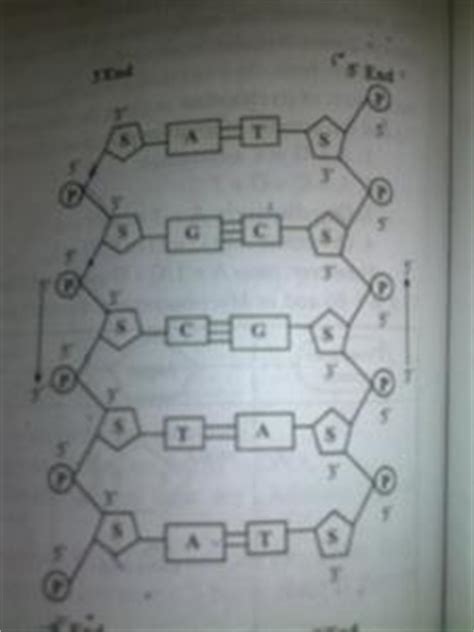 Structure Of Dna Molecule Proposed By Watson And Crick