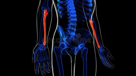 Human Skeleton Ulna Bone Anatomy For Medical Concept 3d Rendering Stock