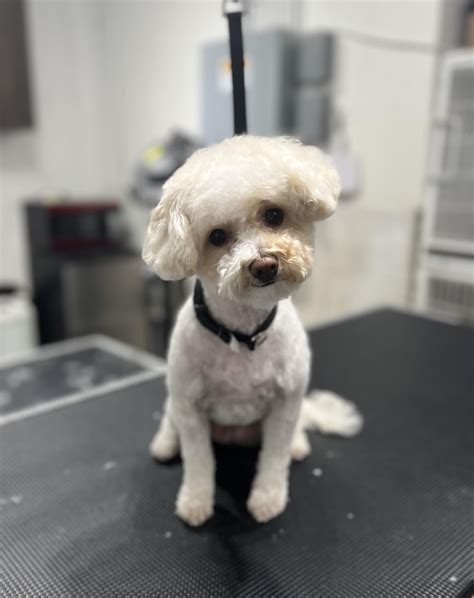 Got My Dog Professionally Groomed How Often Should I Go Back R