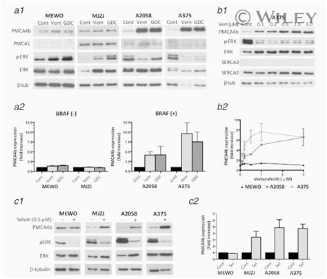 Pmca1 Atpase Antibody Pa1 914