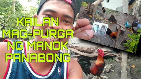 Kailan Mag Purga Ng Manok Panabong Youtube