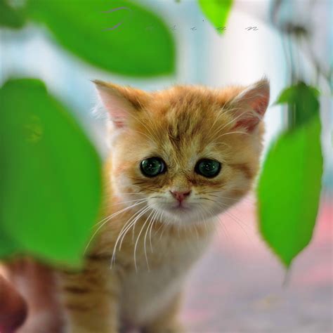 Фото Милый рыжий котенок с зелеными глазами стоит за листвой фотограф Darian
