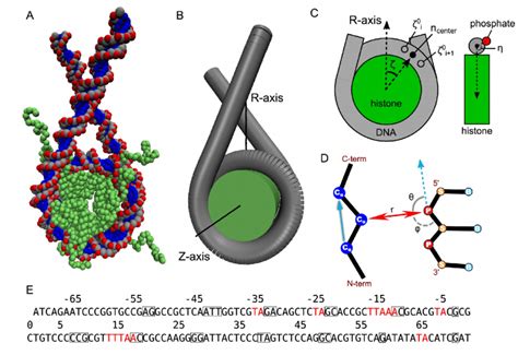 The Nucleosome Modeling And Coordinates A The Coarse Grained