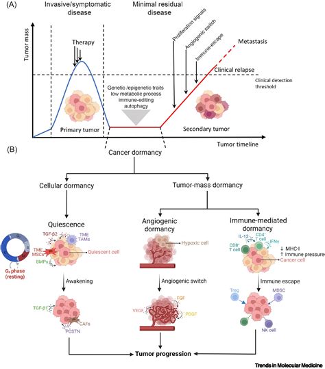 Cancer Quiescence Non Coding Rnas In The Spotlight Trends In