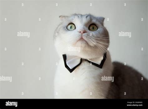 Scottish Fold Cat With Bowtie Looking Up While As Gentleman On White