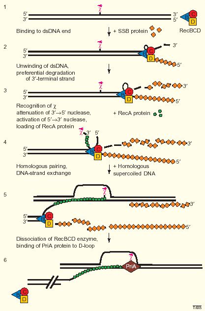 Single Molecule Biophysical Chemistry Group Dna Recombination And Repair