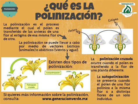 Polinización De Las Plantas