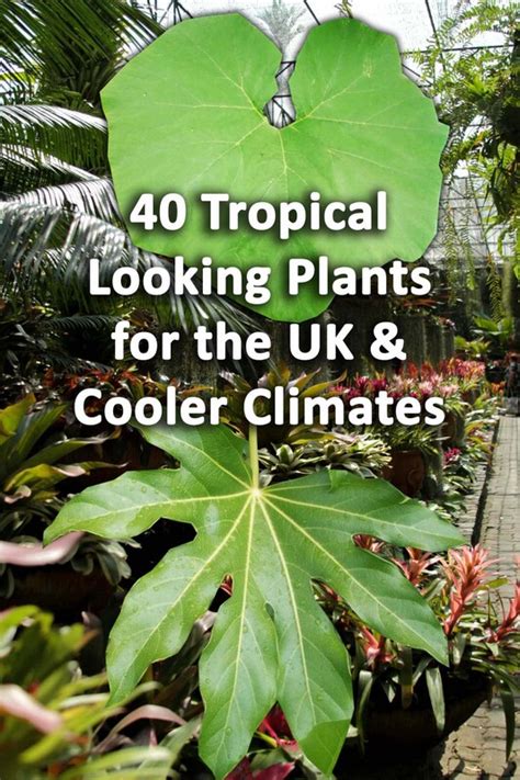 40 Tropical Garden Plants For The Uk And Cold Climate Buckinghamshire