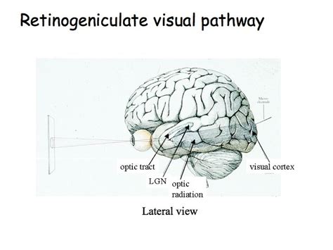Where Is The Visual Cortex In The Brain