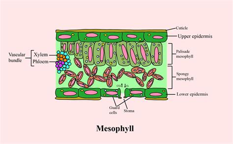 Leaf Diagram Labelled 2d