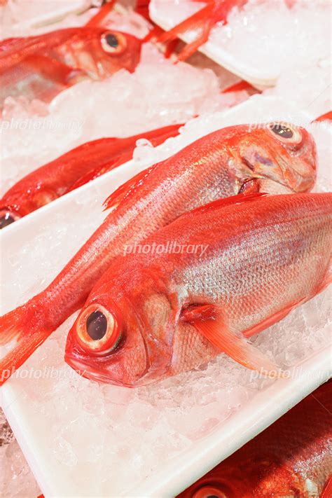 金目鯛 写真素材 493957 フォトライブラリー Photolibrary