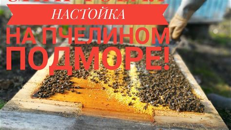 СПИРТОВАЯ НАСТОЙКА НА ПЧЕЛИНОМ ПОДМОРЕ!!! - YouTube