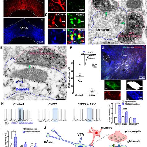 Vta Vglut2 Neurons Establish Excitatory Synapses On Mesoaccumbens