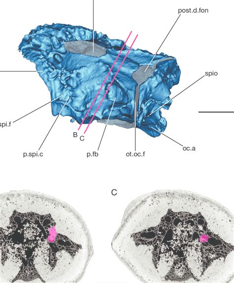 Surface Rendering Generated From Ct Scan Slices Of Amnh Ff 20852 A Download Scientific