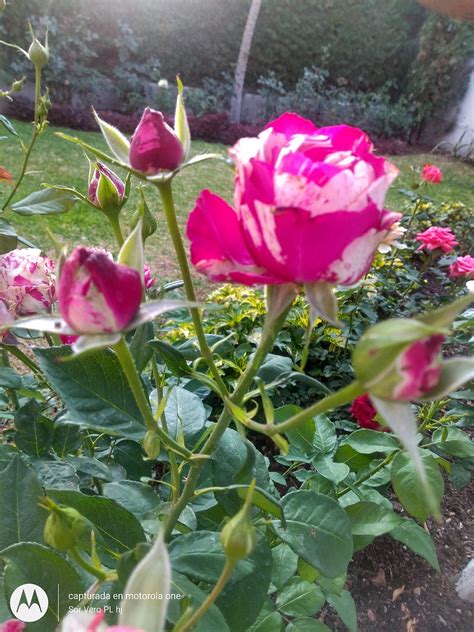 장미 빛의 안색 꽃들 Pixabay의 무료 사진 Pixabay