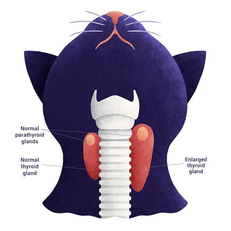 Hyperthyroidism In Senior Cats