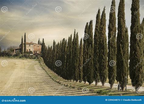 Row Of Italian Cypress Trees On The Famous Appian Way Royalty Free