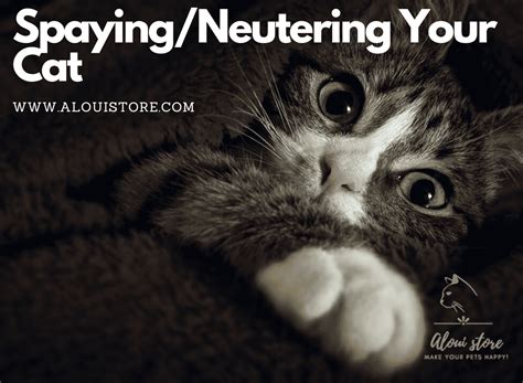 The Benefits Of Spayingneutering Your Cat Aloui Store