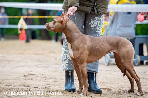 Why Kennel Clubs Dont Recognize The Same Dog Breeds Across The Country