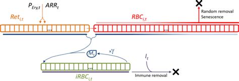 Scheme Of The Within Host Hostpathogen Interaction Model In The Download Scientific Diagram