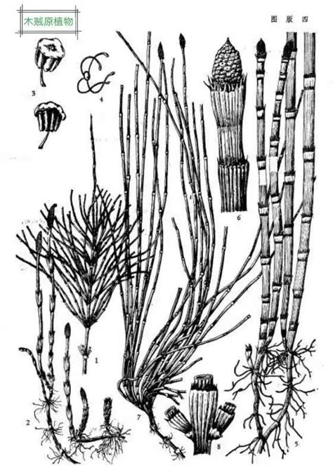 遇见最美的本草17木贼 搜狐大视野 搜狐新闻
