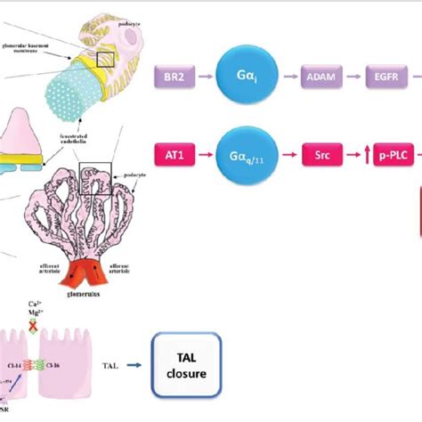 Schematic Representation Of Gpcr Signal Transduction Through G Download Scientific Diagram