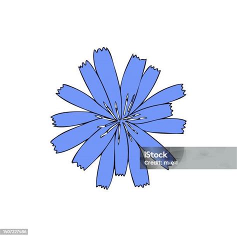 치커리 꽃 손으로 그린 그래픽 벡터 다채로운 일러스트 레이 션 의료 Endive 식물 디자인 인사말 카드 결혼식 초대 의학 차