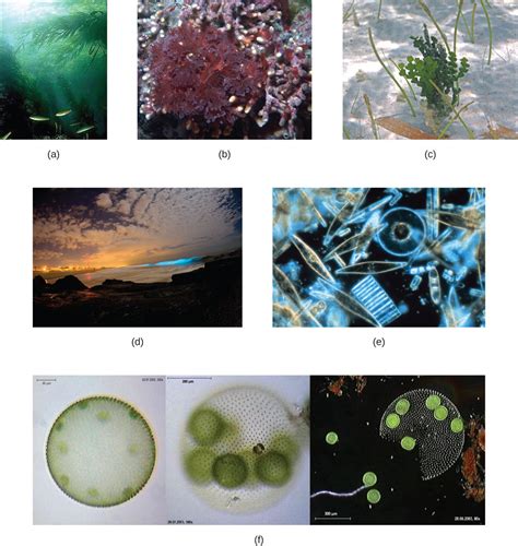 Algae Microbiology