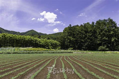 임실군농업기술센터 콩 배수로 관리·병해충 방제 당부