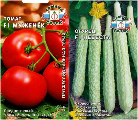 Семена И Их Названия Фото — Bluemorphotours.ru