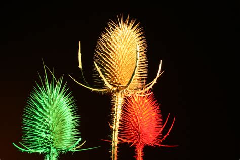 Flower of reggae by KingofdreaMers on DeviantArt