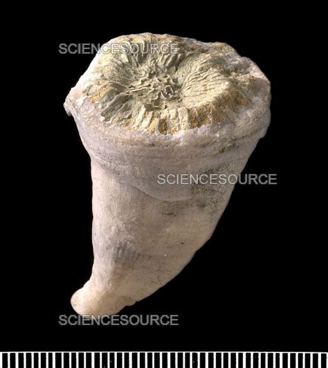 Coelenterata Fossil