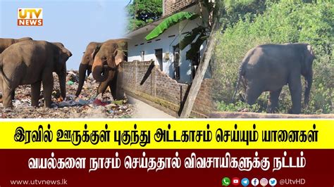 இரவில் ஊருக்குள் புகுந்து அட்டகாசம் செய்யும் யானைகள் Youtube
