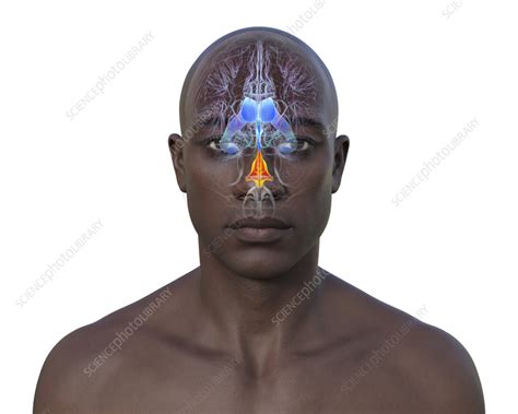 Anatomy Of The Fourth Brain Ventricle Illustration Stock Image