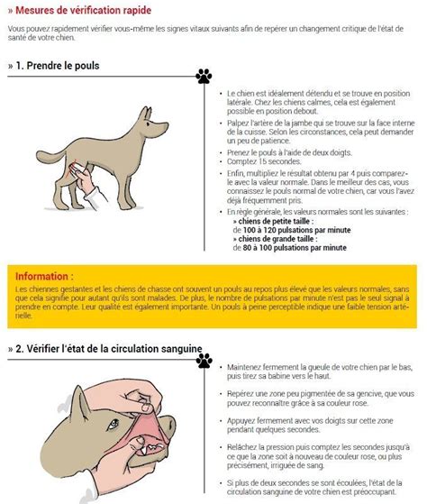Empoisonnement du chien les réflexes à avoir pour lui sauver la vie