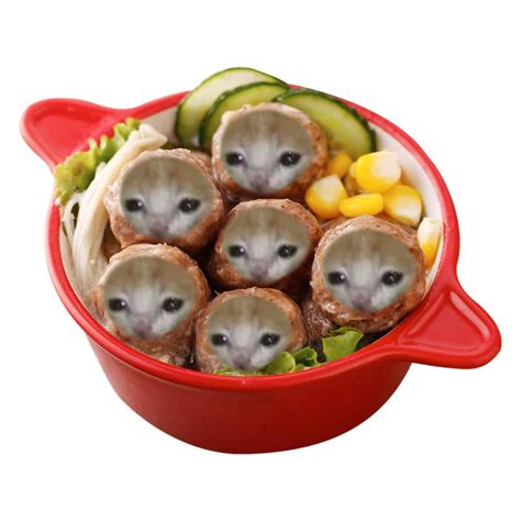 Gatos Funny Cute Cats Silly Cats Crazy Cats Weird Cats Cat Bread