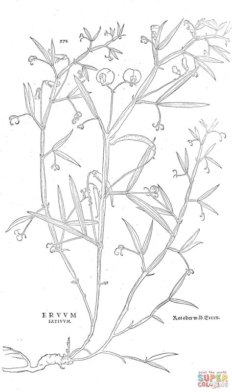 Ervum Sativum Coloring Page Free Printable Coloring Pages