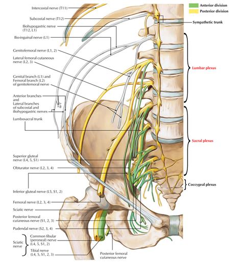 Lumbosacral Plexus Anatomy Human Anatomy Lumbar