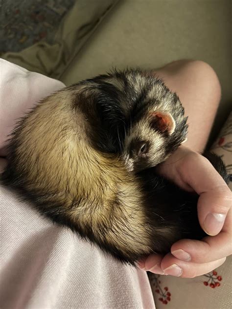 Sleepy Gorl Rferrets
