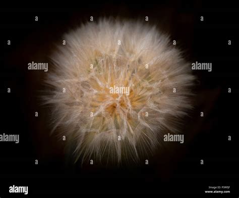 Huge Dandelion On Black Background Wild Flower Tragopogon Also Known