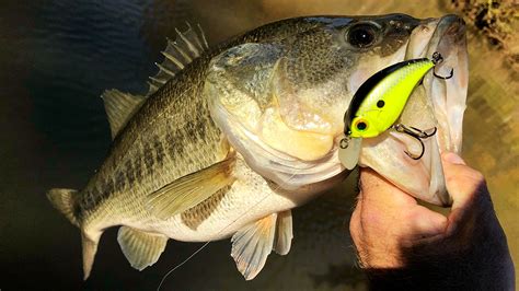 Cold Water Cranking For January Bass Georgia Outdoor News