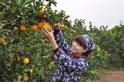 赣南脐橙已经开摘！这108个采摘点赶紧收藏！附价格果农