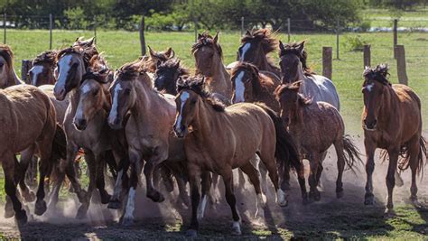 Novedades Sobre El Caballo Criollo Argentino