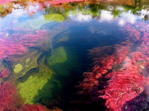 LA TIERRA ESTA VIVA CUIDALA El río de los cinco colores