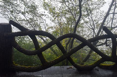 Scenic Park Log Tree Rattan Fence Fence Background Fence Log Vine