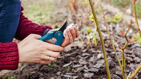 7 Mistakes Everyone Makes When Deadheading Plants Toms Guide